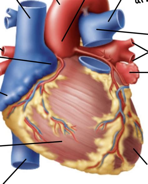 Anterior Heart Diagram Quizlet