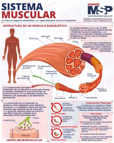 Sistema muscular Infografía