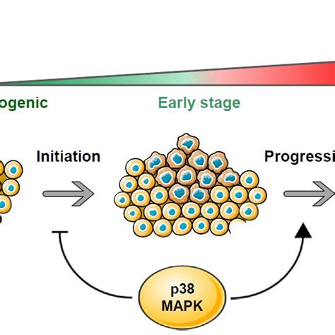 The Dual Role Of P38 MAPK In Tumorigenesis A P38 Dependent Cellular
