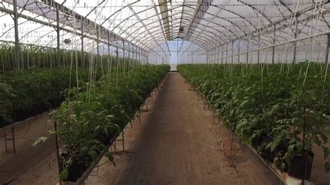 Estufa Para Tomate Hightech M Zanatta Estufas Youtube