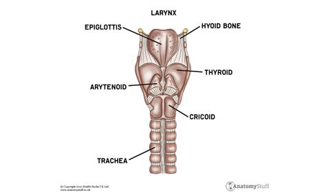 Laryngopharynx Cat