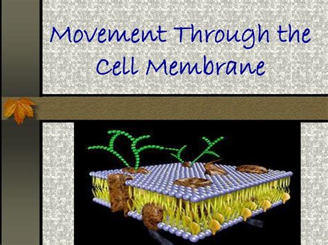 Ppt Movement Through The Cell Membrane Powerpoint Presentation Free