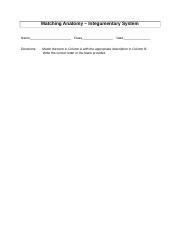 Anatomy Matching Game Integumentary System Terms And Course Hero