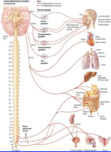 Introduction To Autonomic Pharmacology Flashcards Quizlet