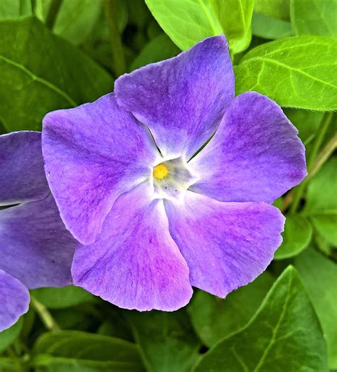 HD Wallpaper Plant Periwinkle Vinca Single Bloom Single Bloom