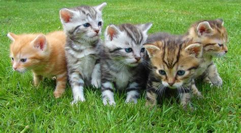 Cómo alimentar a un gato recién nacido Actualidad mascotas
