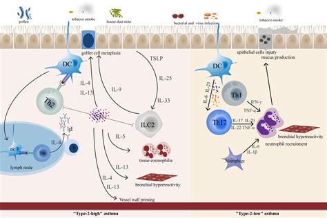 Frontiers T Helper Cells And Their Cytokines In Pathogenesis And