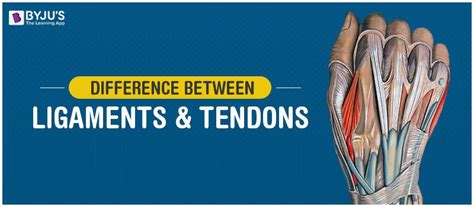 Tendons Vs Ligaments Whats The Difference Nbkomputer