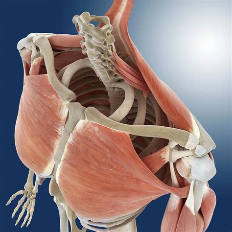 Shoulder And Chest Anatomy Photograph By Springer Medizin Pixels