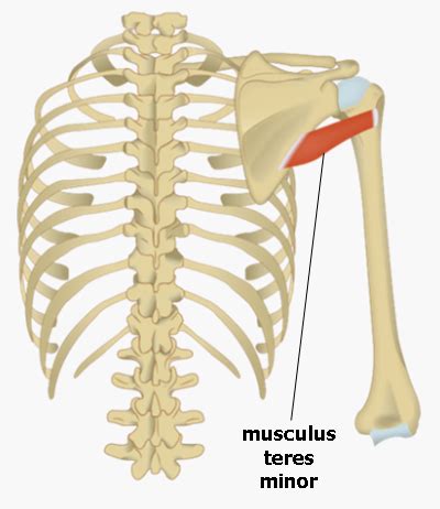 Musculus teres minor Medicína nemoci studium na 1 LF UK