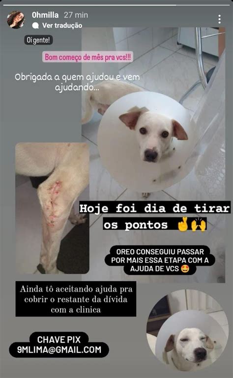 Todo dia cãezinhos projetoMila on Twitter RT anielelr Oi tudo bem