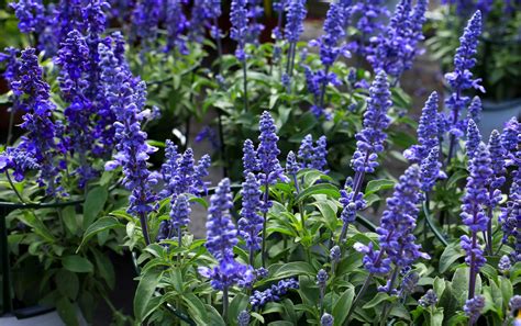 Blue Flower Names With Pictures Almanac