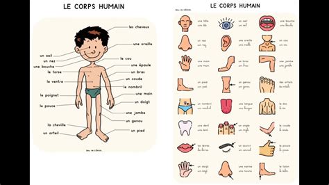 Les Parties Du Corps Humain Youtube