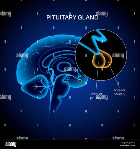 Anatom A De La Gl Ndula Pituitaria Ilustraci N Fotograf A De Stock Alamy