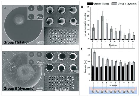 Microfluidic Mini Brains Keeping Up With The Brain On Chip