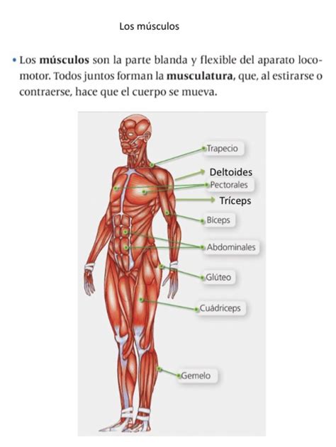 Ficha online de El sistema muscular para 4ºEP Puedes hacer los