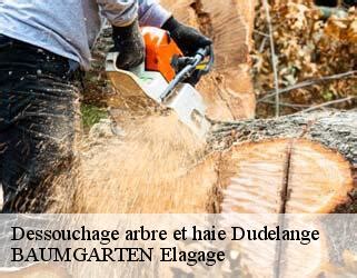 Spécialiste en dessouchage arbre et haie à Dudelange tel 03 59 28 46 87
