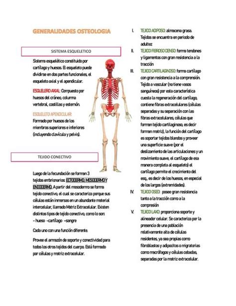 Generalidades de Osteología julieta Linete Munguia Contreras uDocz