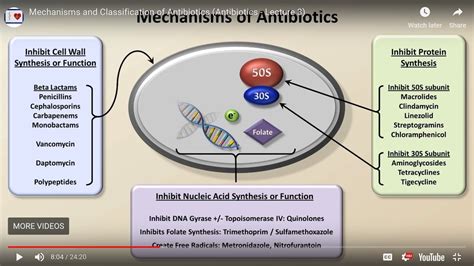 Week 10 Antibiotics Diagram Quizlet