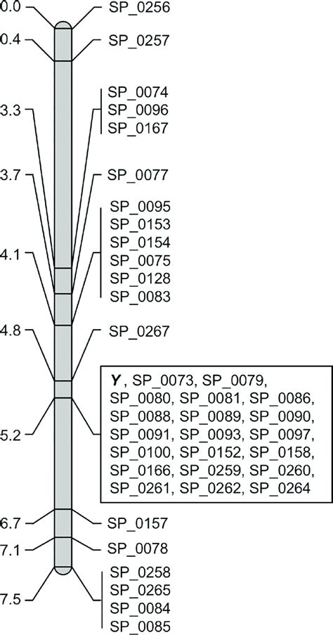 genetic linkage map of snp markers linked to the male determining locus download scientific