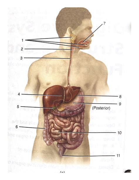 Digestive Diagram Quizlet