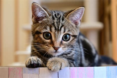 猫の名前人気ランキングTOP10 第1位はムギ2024年最新調査結果1 5 動物 ねとらぼリサーチ