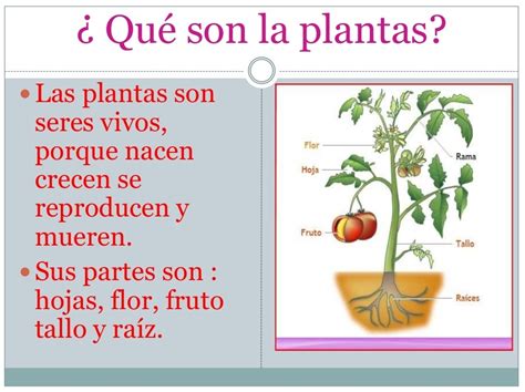 sentar Masaccio Sueño cuadro sinoptico de las plantas Adaptabilidad por