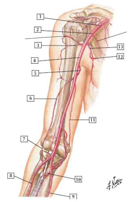 Arteries Arm Shoulder Diagram Quizlet