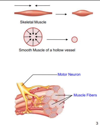 ANAT 150 Lecture 10 Muscular Tissue Part 1 Flashcards Quizlet