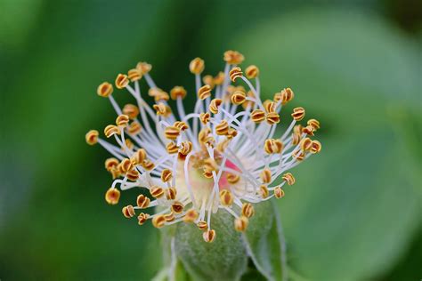 Flor Estambres Planta Foto Gratis En Pixabay