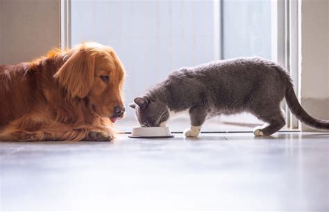 Los Mejores Piensos Para Perros Y Gatos Esterilizados El Corte Ingl S