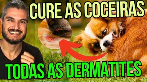 COMO TRATAR TODAS AS FERIDAS DE PELE E COCEIRAS DO CACHORRO