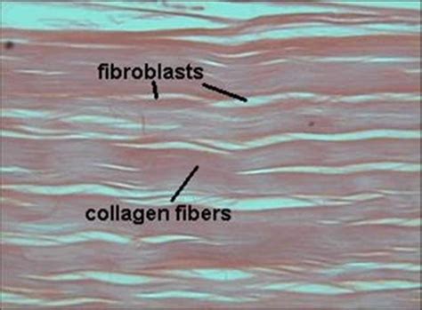 White Fibrous Dense Connective Diagram Quizlet