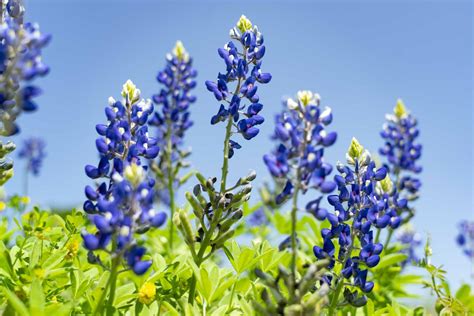 April Showers Bring May Flowers Arlington ISD