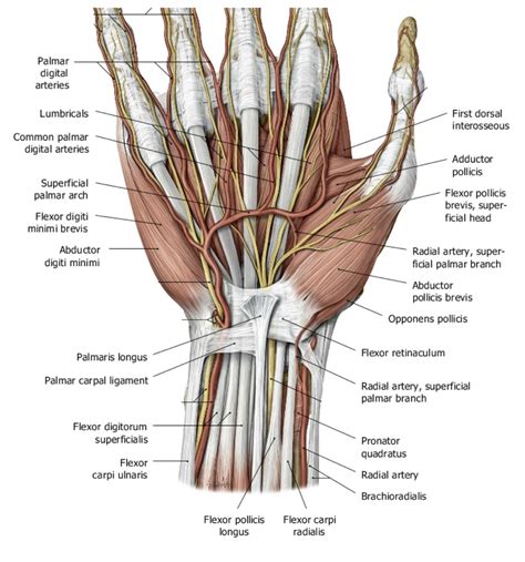 Wrist And Hand Nerves Diagram Quizlet