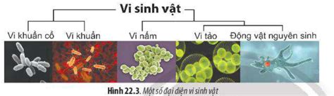 Lý thuyết các nhóm vi sinh vật sinh 10