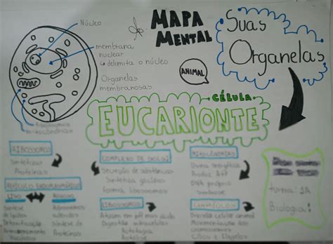 SOLUTION Mapa Mental Célula Eucarionte Studypool