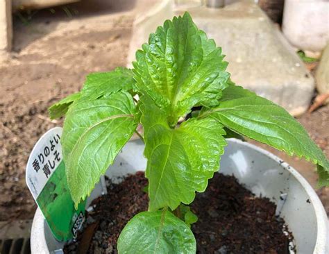 Greensnap
