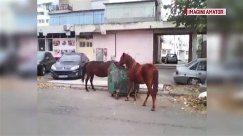 Doi cai au fost filmați în timp ce mâncau dintr un tomberon într un
