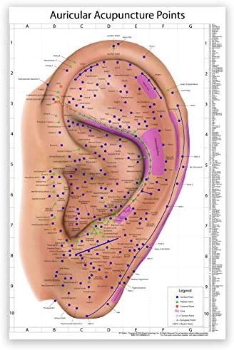 Diagrama De Diagnóstico De Lengua Acupuntura Del Cuero 43 OFF