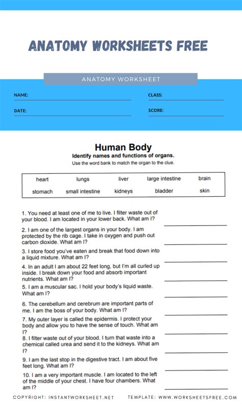 Anatomy Worksheets