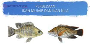 7 Perbedaan Ikan Nila Dan Mujair Jangan Sampai Keliru Stkipmktb Ac Id