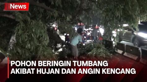Pohon Beringin Tumbang Akibat Hujan Dan Angin Kencang Di Jakarta Barat