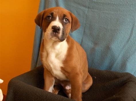 St Bernard Boxer Mix Puppy Micxep