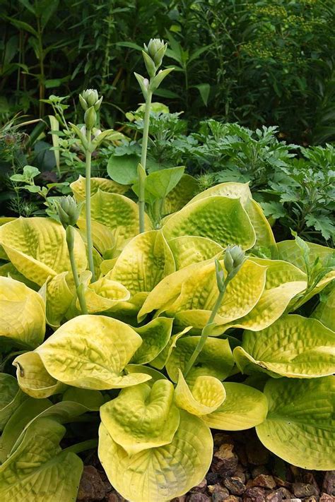 The 19 Best Hosta Varieties For A Shady Yard Gardeners Path Hosta