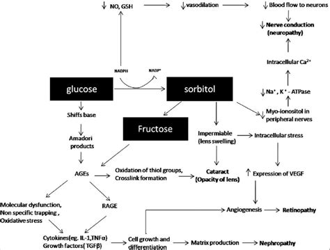 Flow Diagram Illustrating An Interplay Between The Polyol Pathway