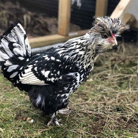 Pavlovskaya Chicken History Appearance Eggs And Raising Tips