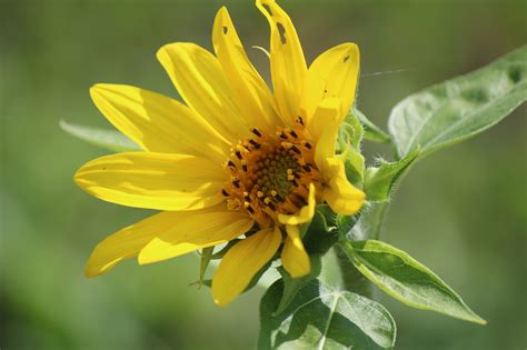 Solros Blomma Gul Gratis foto på Pixabay Pixabay