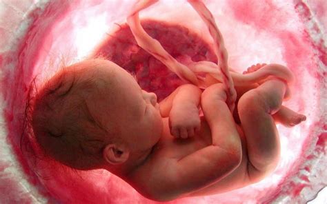 Thai nhi trong bụng mẹ thường làm gì Không chỉ ngủ mà còn đủ trò thú vị