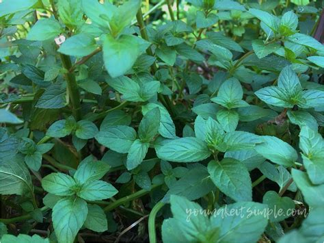 PEPPERMINT How To Grow Use And Enjoy You Make It Simple